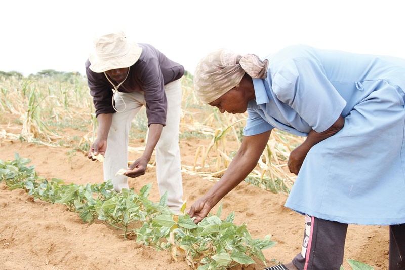 Hunger stalks South East district :: Mmegi Online