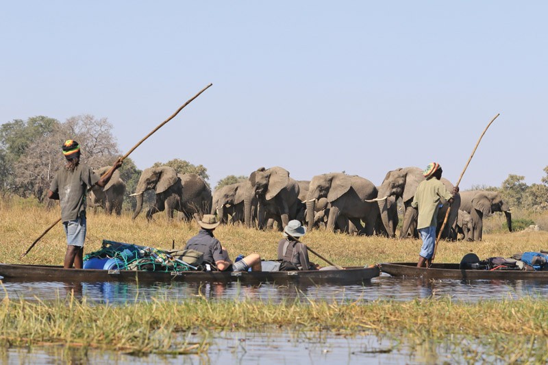 Elephants through the eyes of Seronga natives :: Mmegi Online